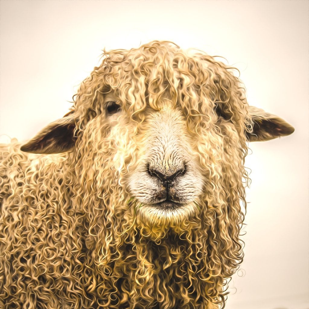 Damp Days Framed Signed Print - Collective Home Store